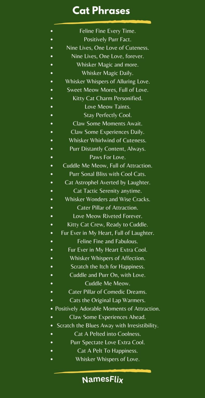 713+ Cute Cat Slogans, Sayings & Taglines Ideas